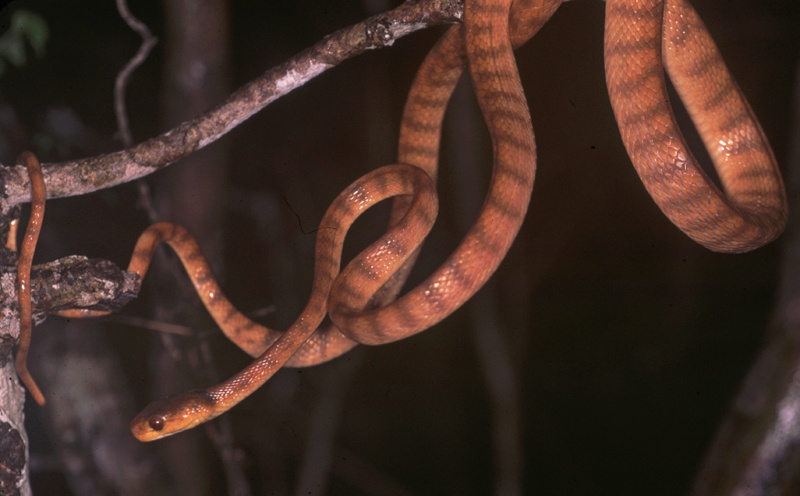 White Banded Tree Snake from Amber Mountain, Madagascar on January 24 ...