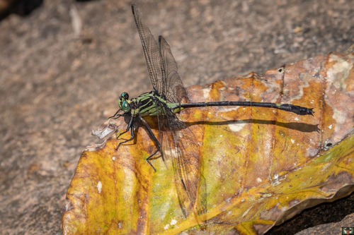 Notogomphus kimpavita · iNaturalist