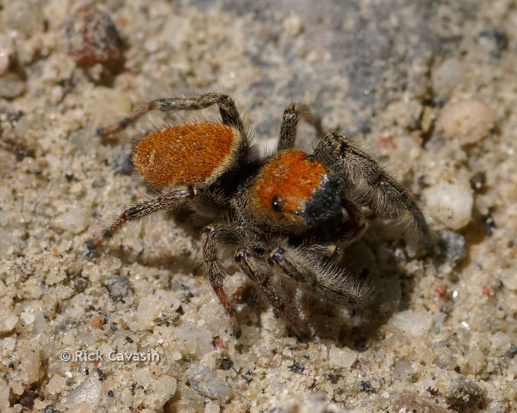Whitman's Jumping Spider from Lanark County, ON, Canada on June 2, 2021 ...