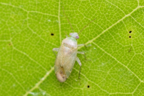 Psallus cheongtaensis · iNaturalist