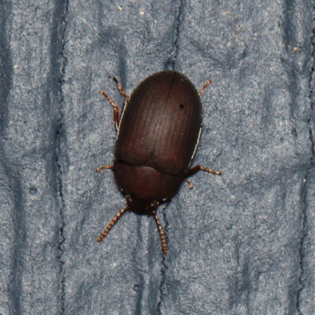 Red-horned Darkling Beetle from 160 Jackson Mill Rd, Weston, WV 26452 ...