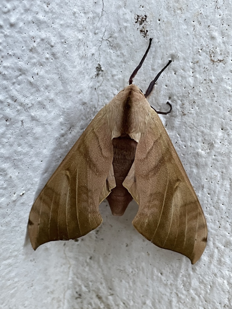 Pseudoclanis diana from Axali Doeseb St, Windhoek, Khomas, NA on June 8 ...