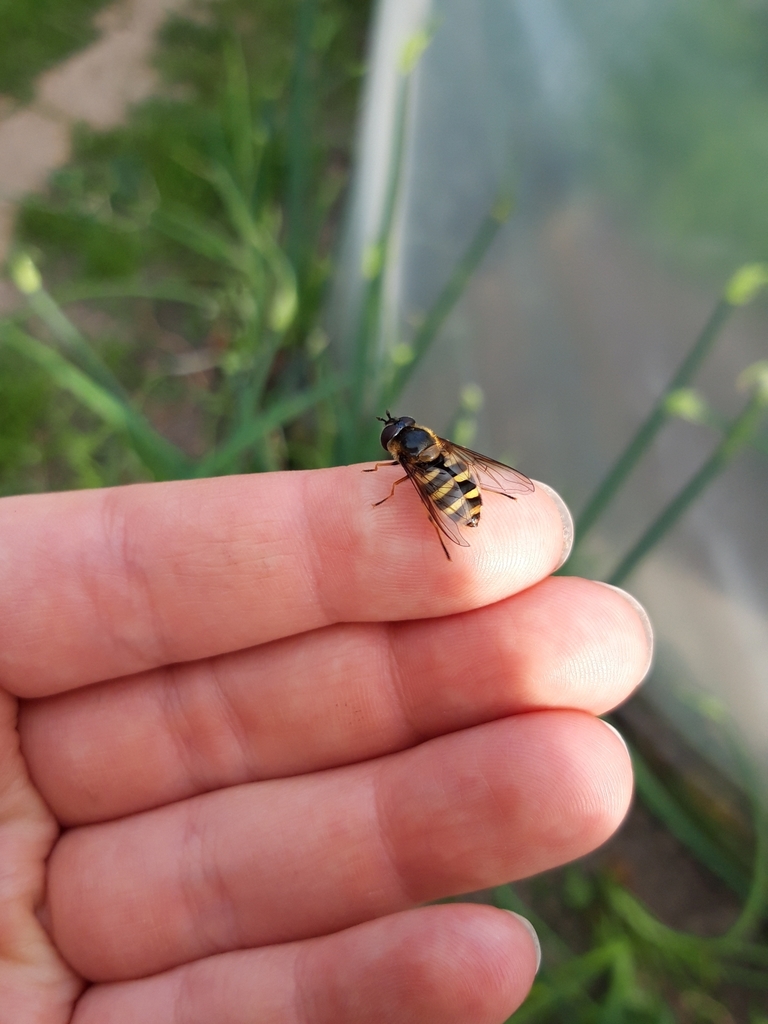 Megasyrphus erraticus from Lazdijų, LT-AS, LT on June 08, 2021 at 07:04 ...