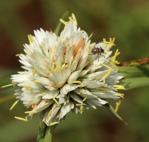 White Bluntflower Sedge (Variety Cyperus niveus leucocephalus ...