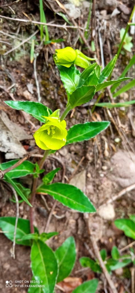 Oenothera multicaulis desde Santa Rosa de Viterbo, Boyacá, Colombia el ...