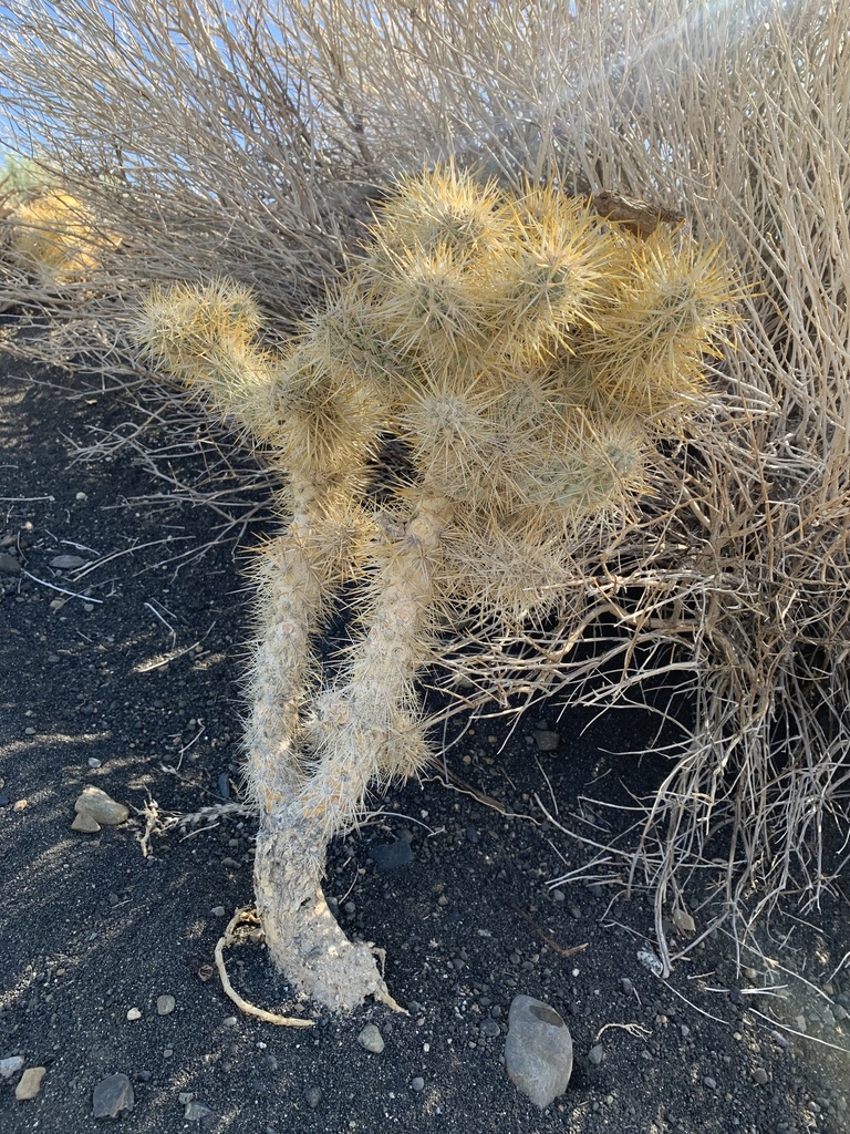 Silver Cholla from Mono Lake Tufa State Natural Reserve, Mammoth Lakes ...