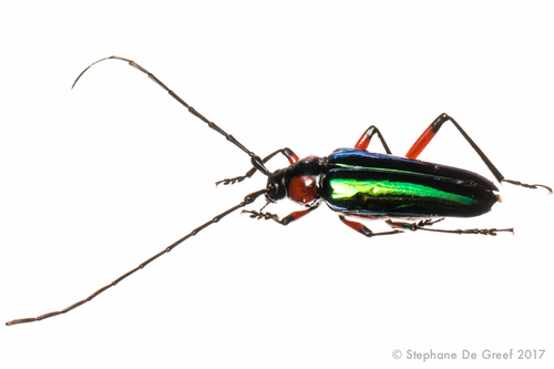 Genus Callona · iNaturalist