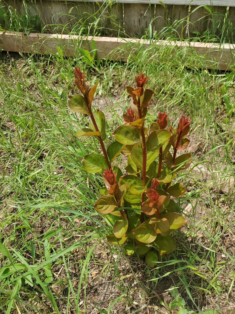 Crape-myrtle in June 2021 by fknrmos · iNaturalist