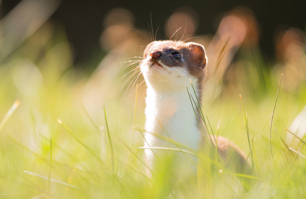 Eurasian Stoat from D219, Nasbinals, Languedoc-Roussillon, FR on May 28 ...