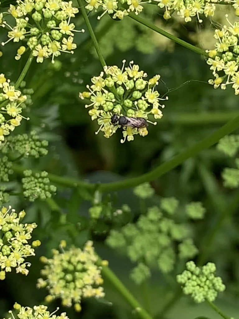 Masked Bees from Marwinette Ave, St. Louis, MO, US on June 08, 2021 at ...