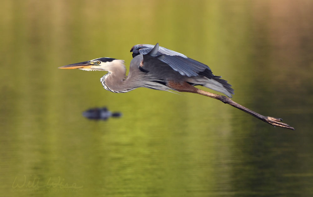 Great Blue Heron from Donnelley NWR - Colleton County, SC, USA on June ...