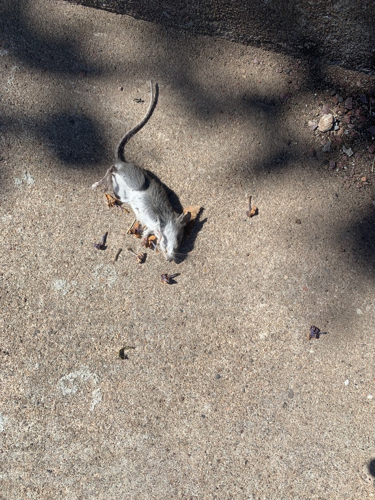 North American Deer Mice from Dodge St, Duluth, MN, US on June 8, 2021 ...