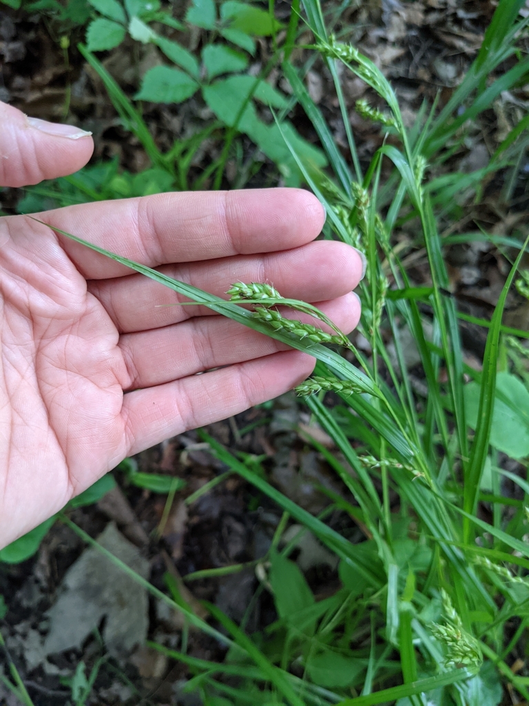 Davis' sedge in June 2021 by Jessica Consiglio. See second photo for ...