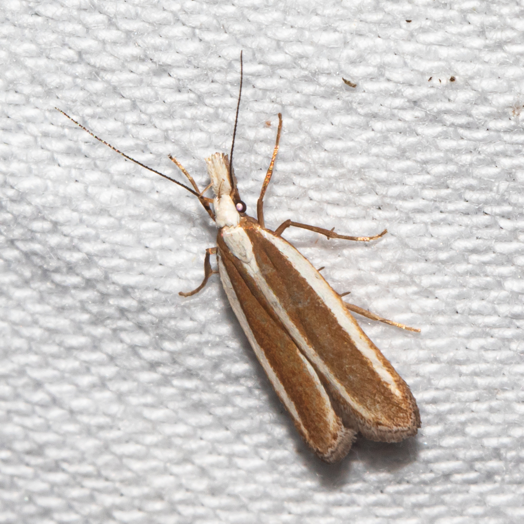 Juniper Webworm Moth from Patuxent Research Refuge, Anne Arundel ...