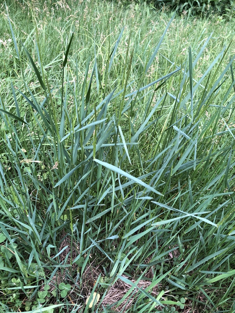 blue wild rye from Hohmann Ct, Wildwood, MO, US on June 8, 2021 at 07: ...