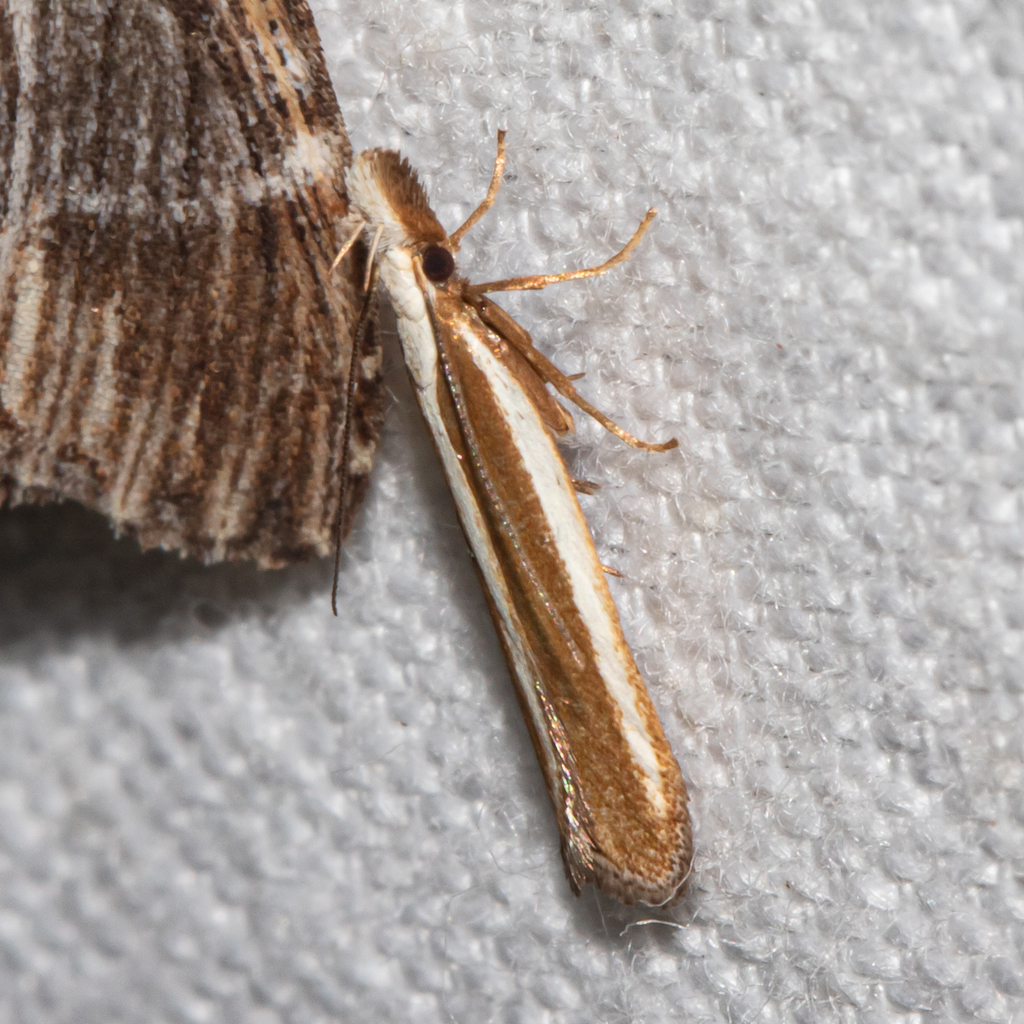 Juniper Webworm Moth from Anne Arundel County, MD, USA on June 2, 2021 ...