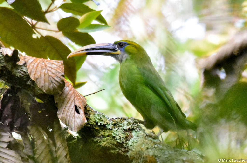 Green Toucanets (Aulacorhynchus) - Avian Discovery