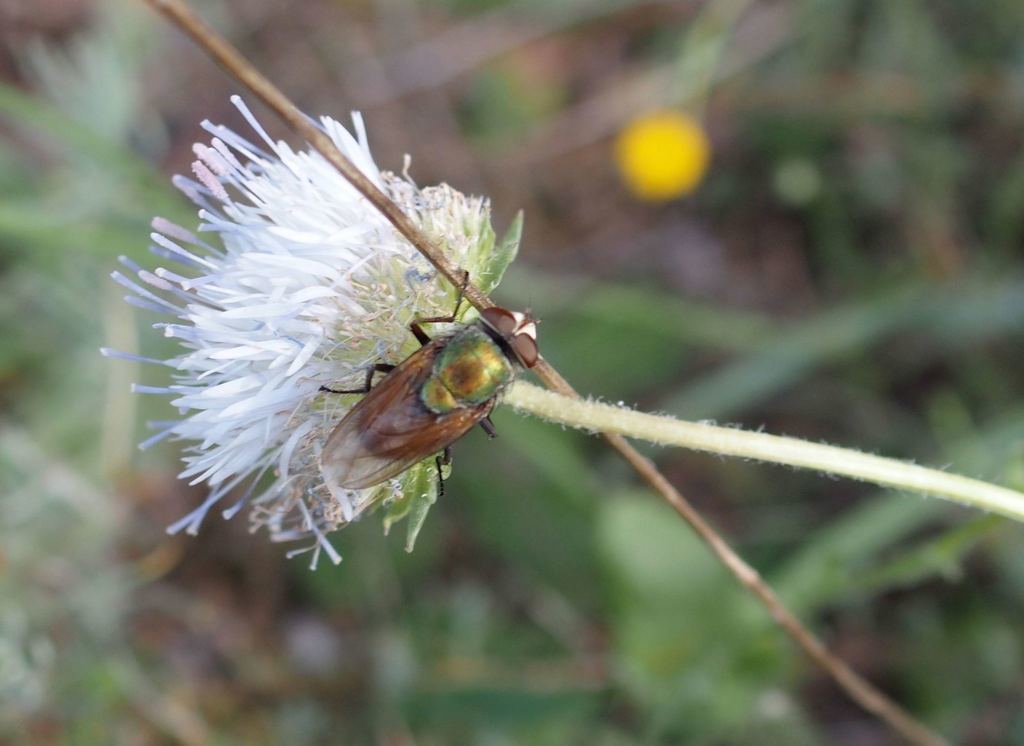 Rhyncomya from Bustarviejo on July 01, 2015 by Kristian Leahy · iNaturalist