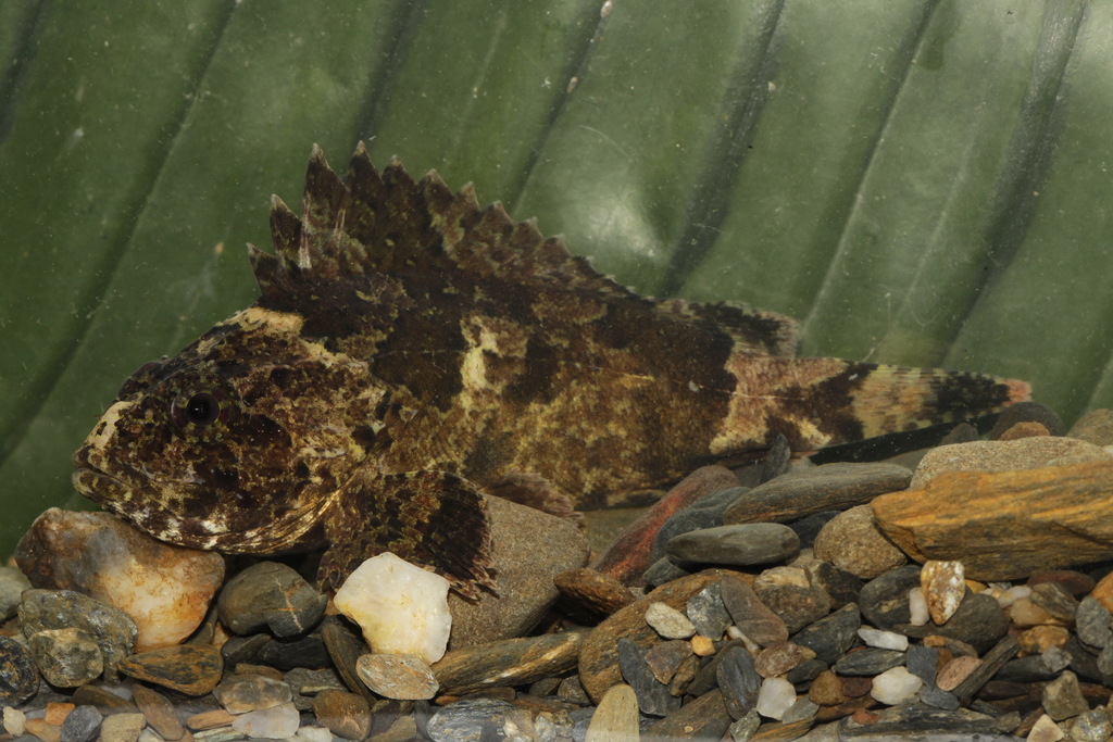 Bullrout from Mowbray QLD 4877, Australia on January 15, 2015 at 11:17 ...