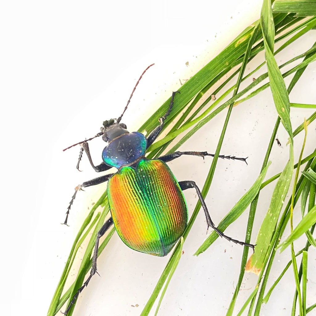 Agreeable Caterpillar Hunter from Glanz, Leutschach an der Weinstraße ...