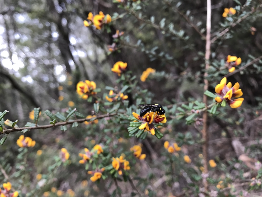 Masked Bees from Blue Mountains National Park, , NSW, AU on September ...