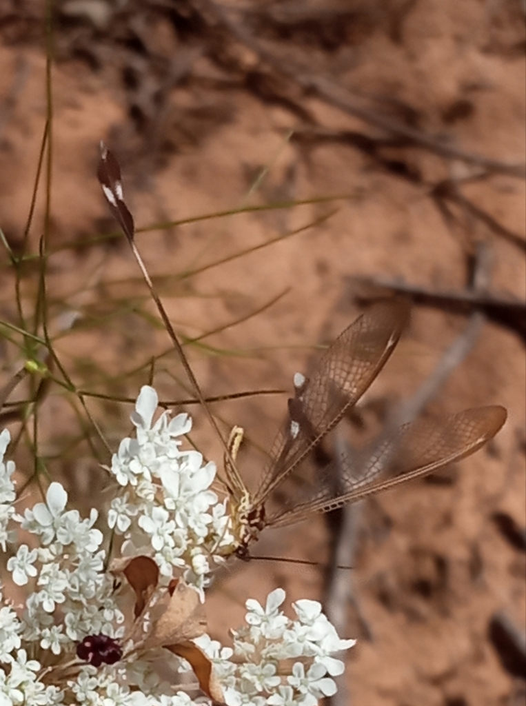 Lertha from Filfila, Algérie on June 9, 2021 at 11:09 AM by Amar Saci ...