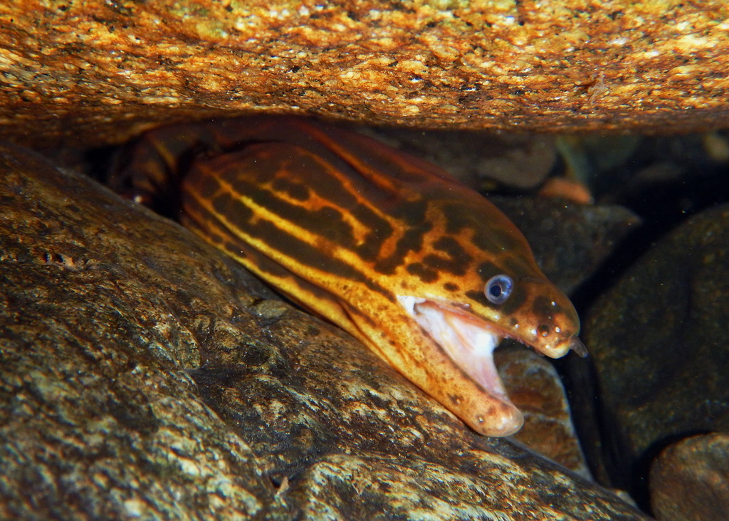 Freshwater Moray in January 2019 by john lenagan · iNaturalist