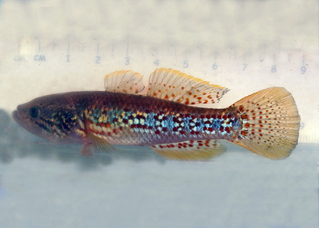 Southern Purple-spotted Gudgeon from Reedy Lake VIC 3579, Australia on ...