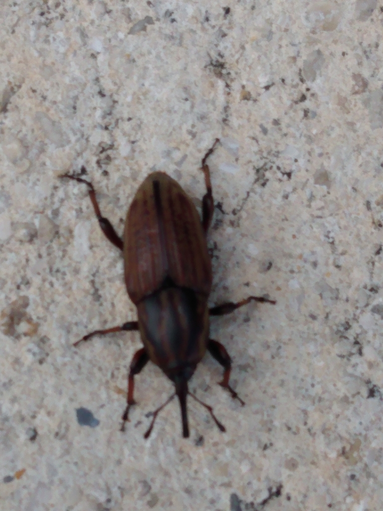 Rhynchophorini from Miami-Dade County, Everglades National Park, US-FL ...
