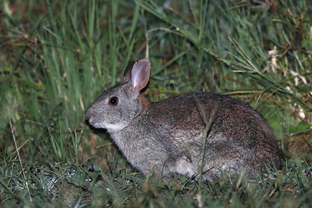 Hares and Rabbits (Leporidae) - Know Your Mammals