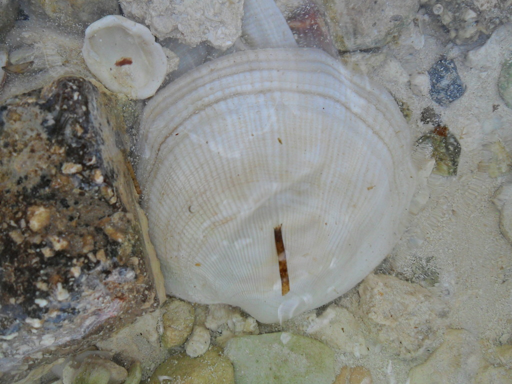 Tiger Lucine from Zona Hotelera, Cancún on June 7, 2021 by Christian ...
