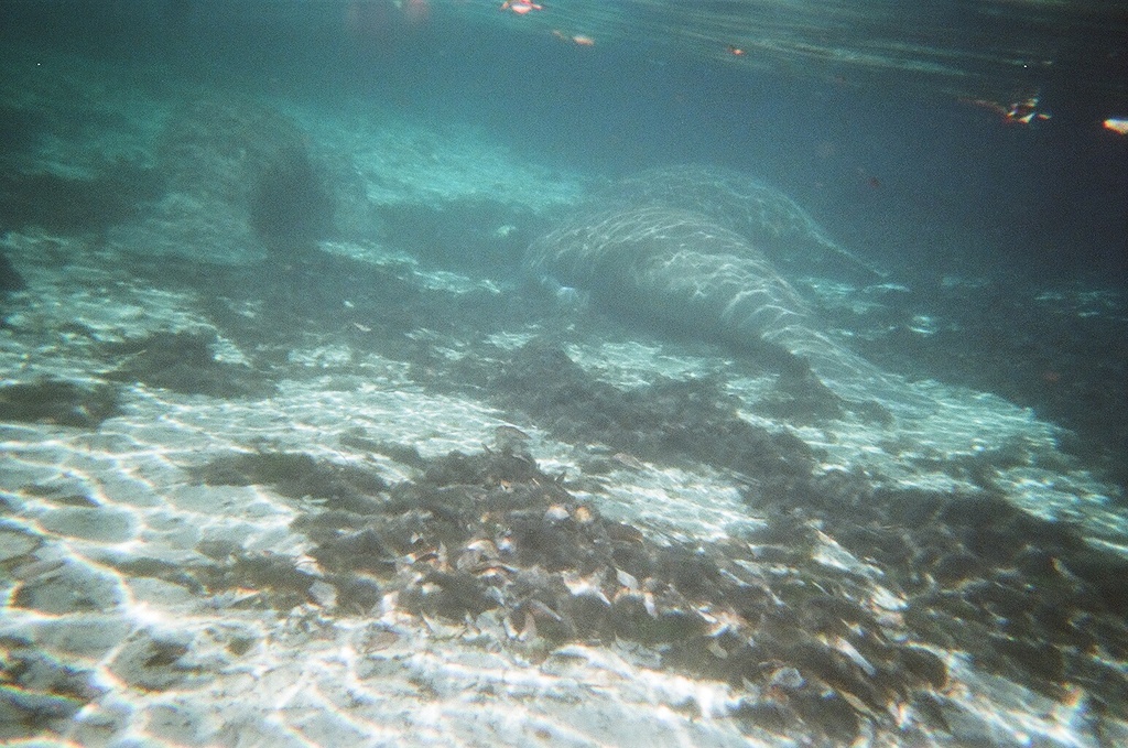 West Indian Manatee in November 2010 by rasaziz. The West Indian ...