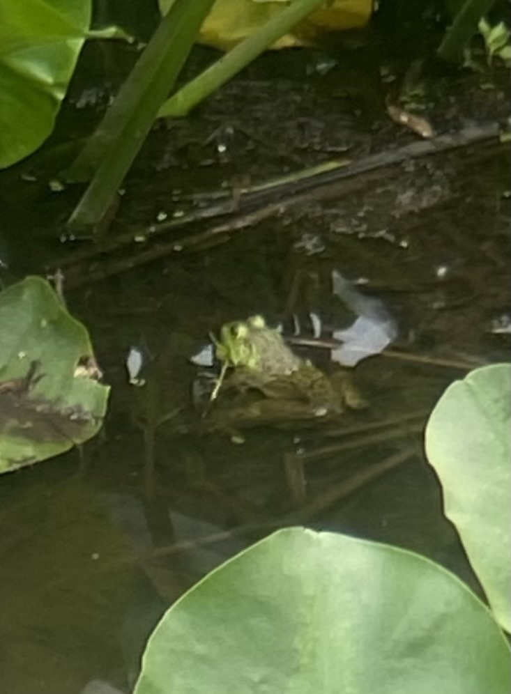 American Bullfrog from Western Michigan University, Kalamazoo, MI, US ...