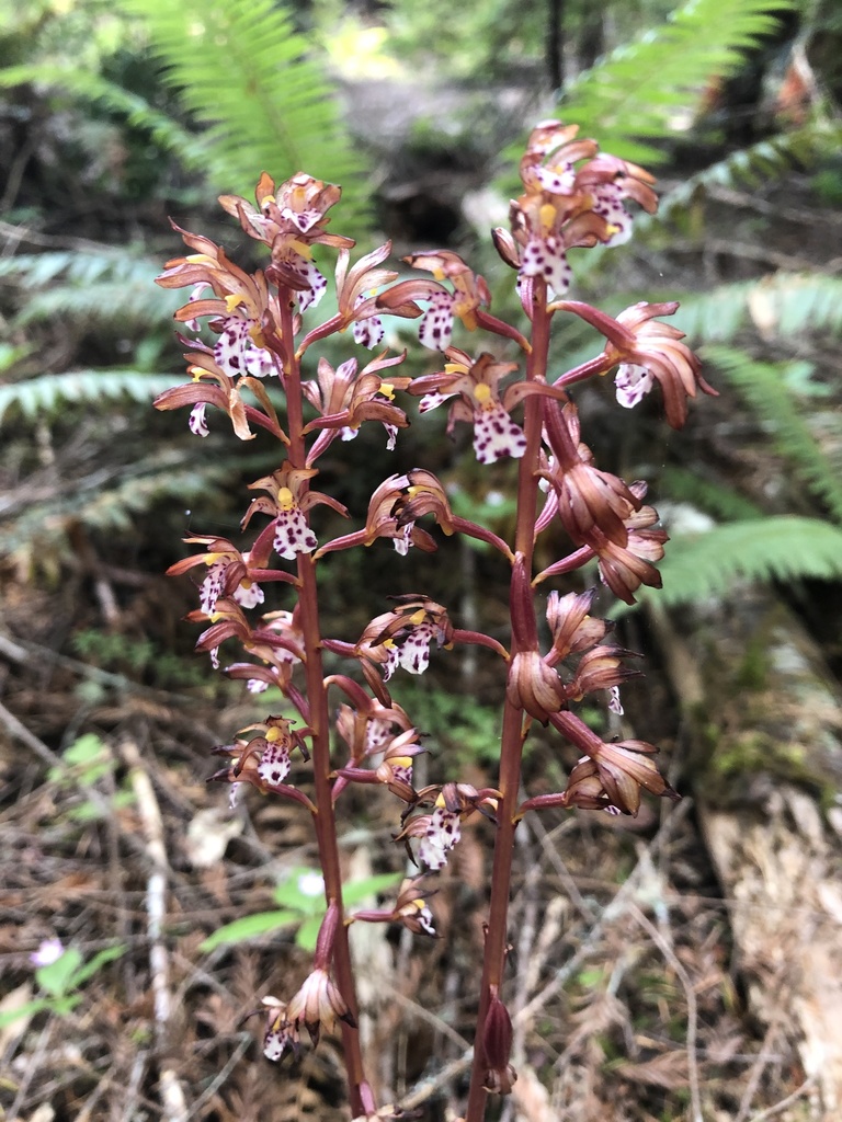 spotted coralroot in June 2021 by Alex S · iNaturalist
