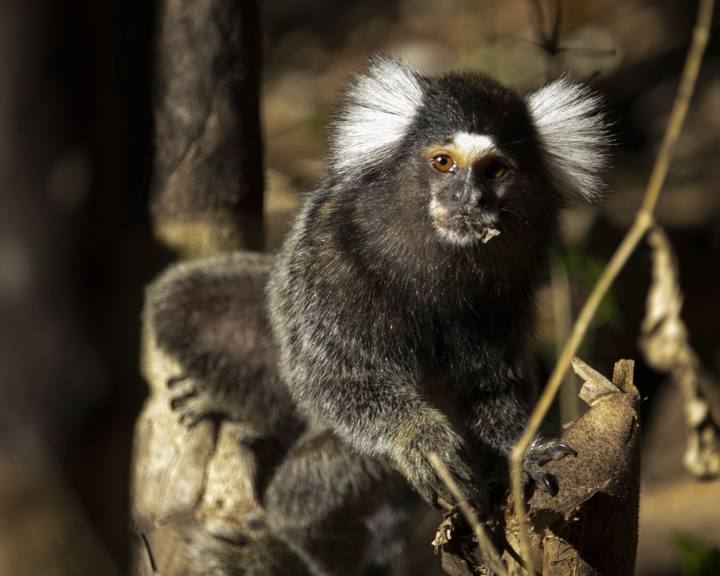 Common Marmoset in June 2021 by Guilherme Farah · iNaturalist