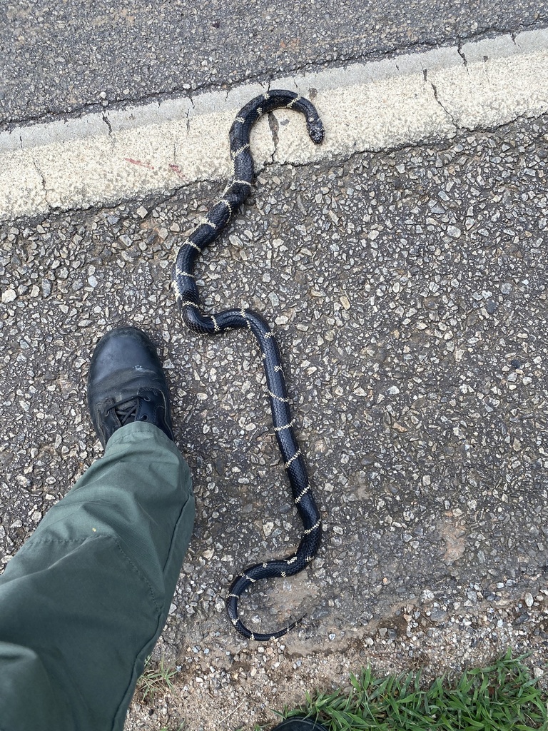 Eastern Kingsnake from SR-186, Good Hope, GA, US on June 09, 2021 at 04 ...