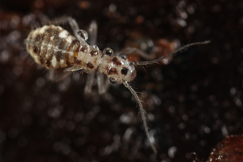 Psocomorpha from 134 Drake Road Donalds SC on February 22, 2013 at 02: ...
