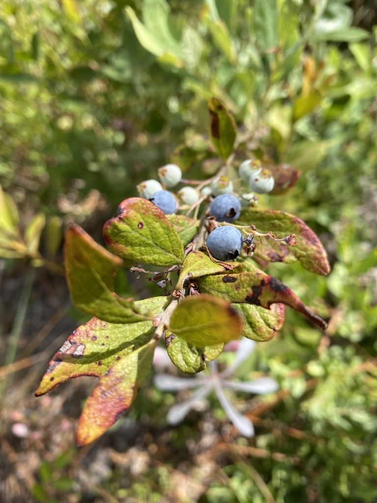 Dwarf Dangleberry from Saint Cloud, FL, US on June 09, 2021 at 11:18 AM ...