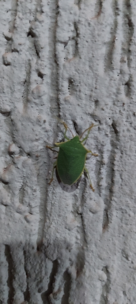 Loxa viridis from Ituiutaba on June 09, 2021 at 08:42 PM by Lícia LQ ...