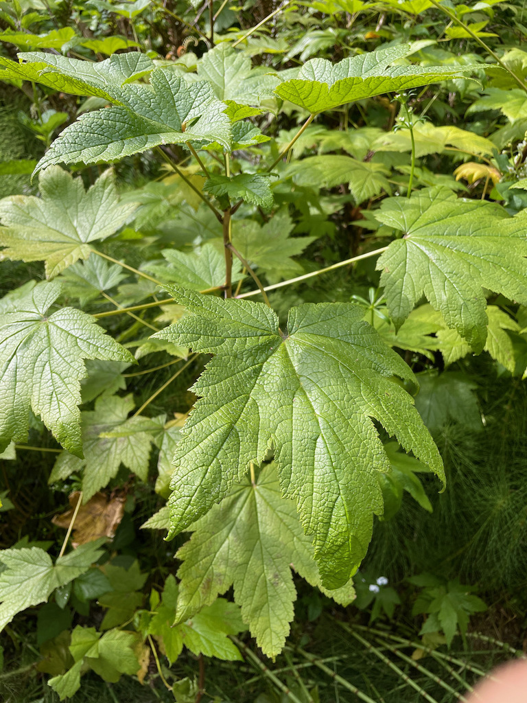 Stink Currant from Mendocino County, CA, USA on June 9, 2021 at 09:22 ...
