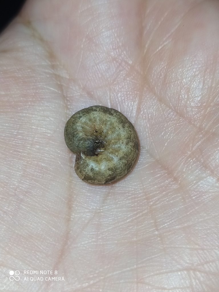 Fall Armyworm Moth from 171103, Ecuador on May 30, 2021 at 07:28 PM by ...