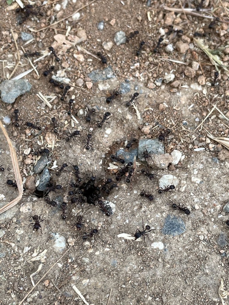 Andre's Harvester Ant in May 2021 by Heather MacRoberts · iNaturalist