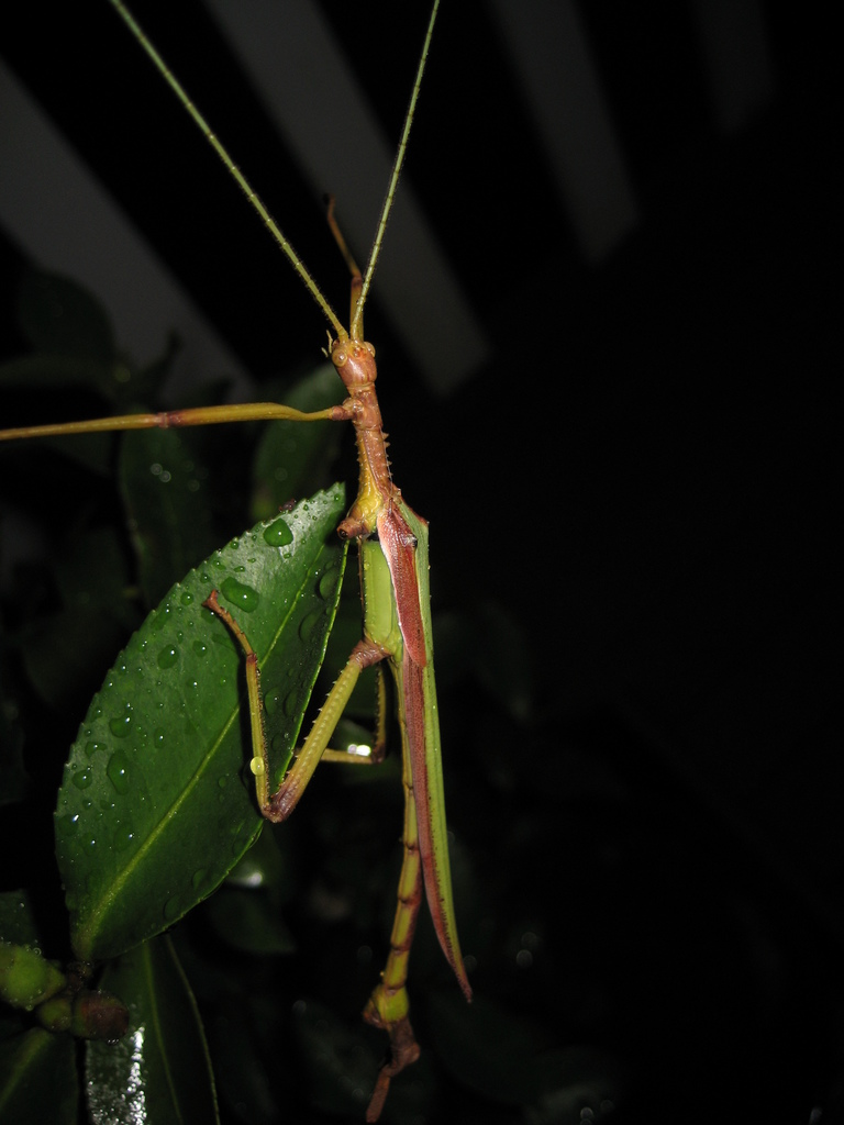 Red-winged Stick Insect from Wongawallan QLD 4210, Australia on January ...