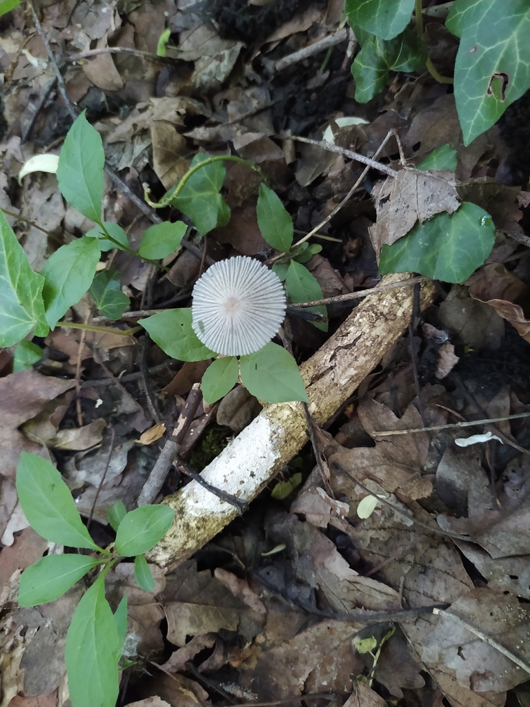 Coprinopsis babosiae from Ribare, Serbia on June 10, 2021 at 08:21 AM by Milos Gajic · iNaturalist