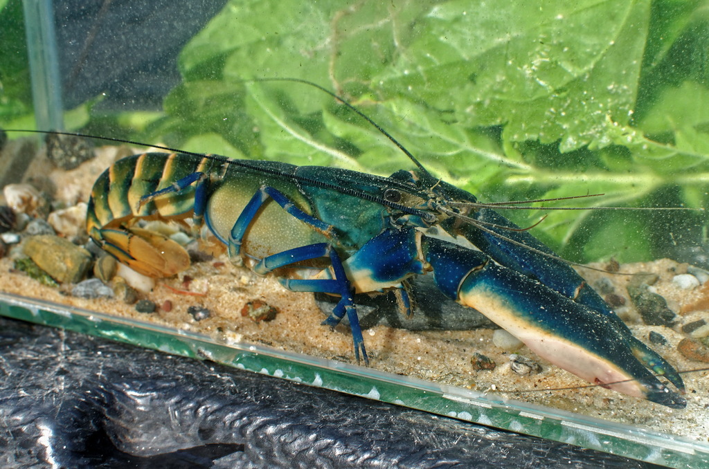 Cherax from Maybrat Regency, West Papua, Indonesia on November 14, 2016 ...