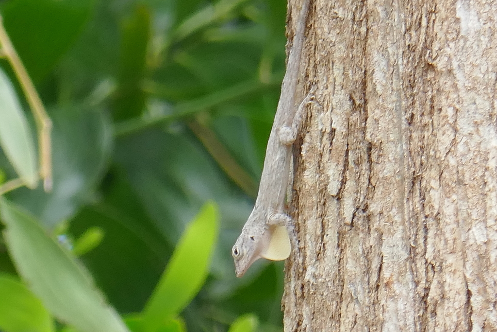 Bark Anole from Port Salerno, FL 34997, USA on February 14, 2018 at 01: ...