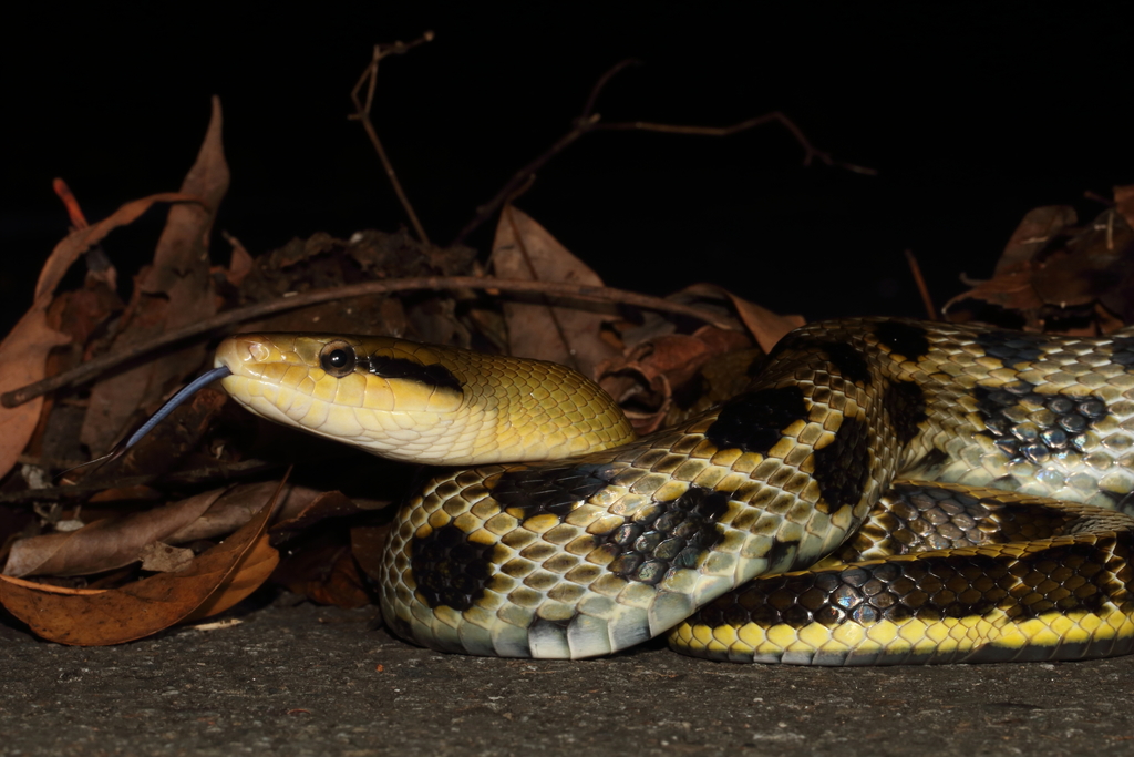 Chinese Beauty Snake in August 2020 by louislo · iNaturalist