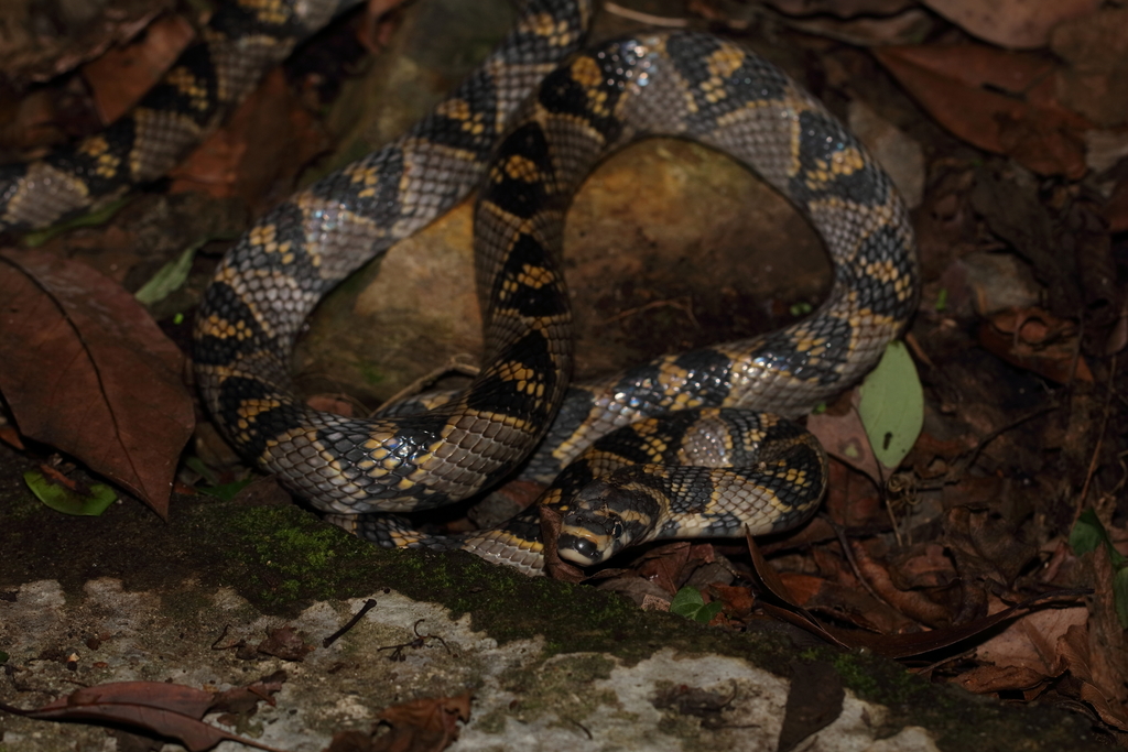 Mandarin Ratsnake in June 2019 by louislo · iNaturalist