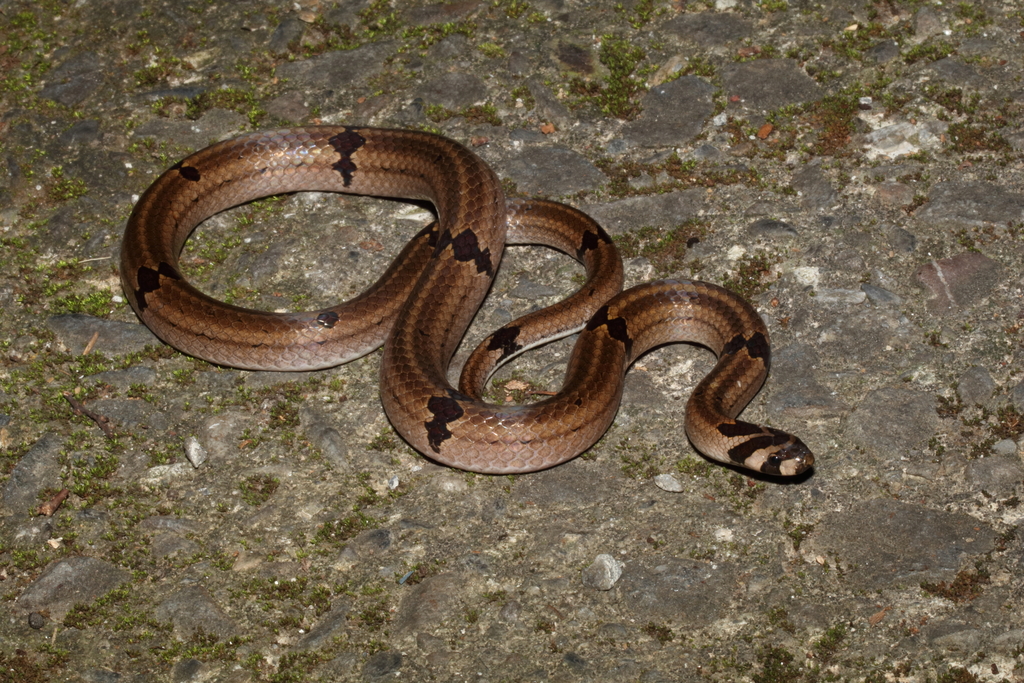 Ornate Kukri Snake in August 2018 by louislo · iNaturalist