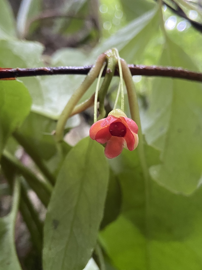 Bay Starvine from Meeman-Shelby Forest State Park, Memphis, TN, US on ...